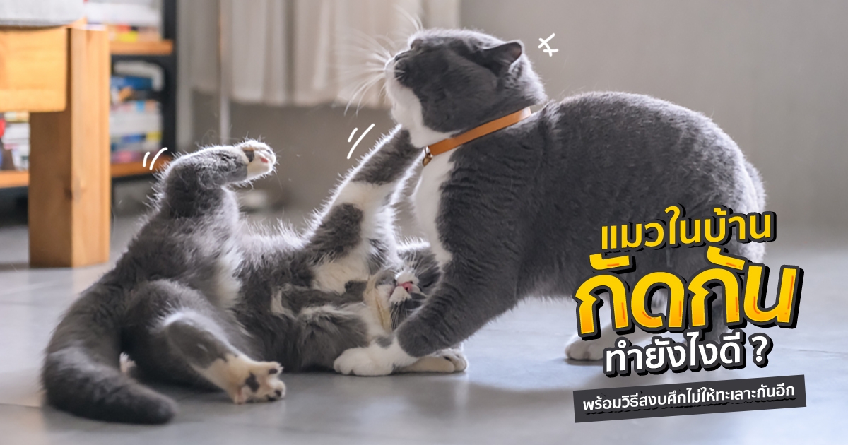 ความคิดเห็น แมวในบ้านกัดกัน ทำยังไงดี ? มาดูวิธีสงบศึกไม่ให้เหมียว ...
