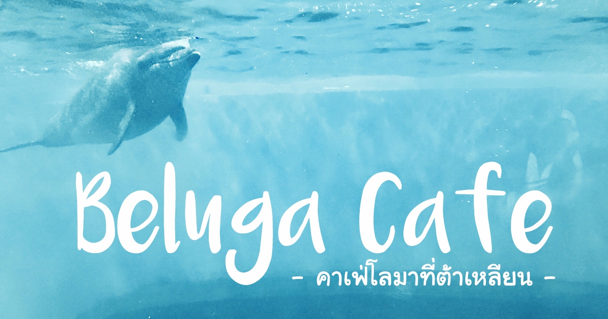 เที่ยวจีน ตะลุย Beluga Cafe คาเฟ่วาฬ-โลมา ที่เมืองต้าเหลียน