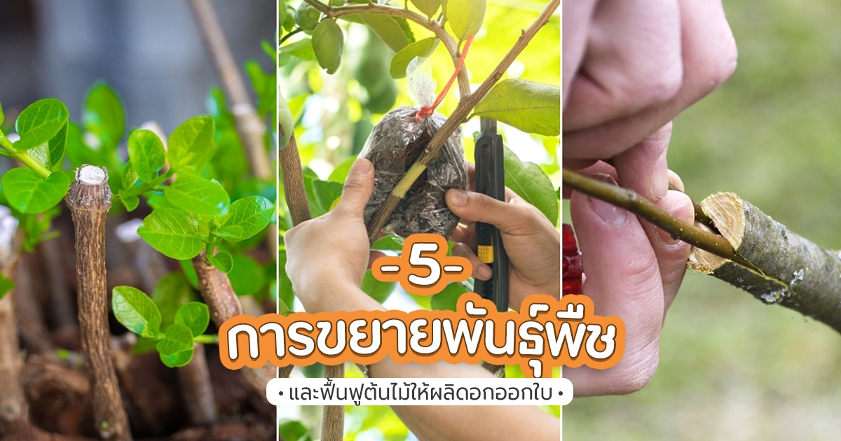 ความคิดเห็น 5 การขยายพันธุ์พืช และฟื้นฟูต้นไม้ให้ผลิดอกออกใบ