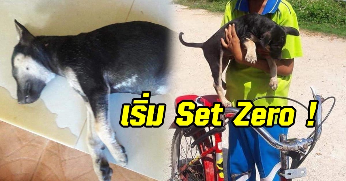 ดราม่า เริ่ม Set Zero ฆ่าล้างบางสุนัขตายทั้งวัด ลูกหมาก็ไม่เว้น